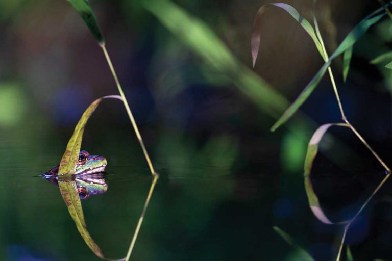 A Treasured Refuge Becomes Permanently Protected - Estuary Magazine ...