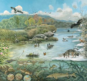 About the Seasonal Ecology Mural | Estuary Magazine: For people who ...