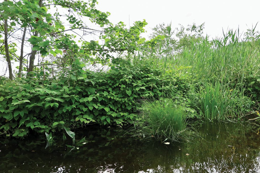 The Perils of Japanese Knotweed | Estuary Magazine: For people who care ...