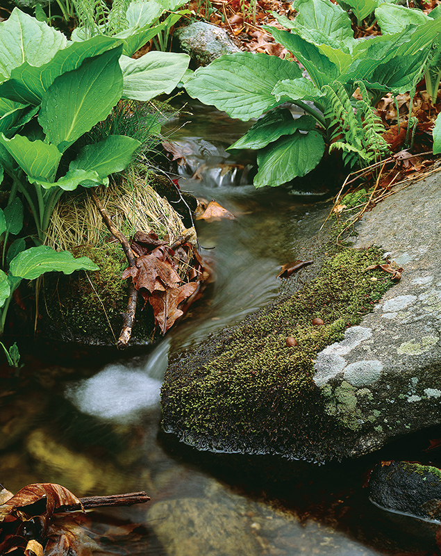 One Photograph – Woods, Brooks & Early Spring | Estuary Magazine: For ...