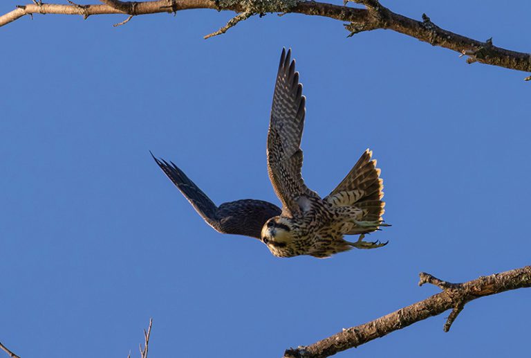 Peregrine Falcon Recovery | Estuary Magazine: For people who care about ...