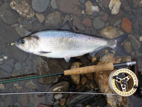 American Shad: The Iconic Fish of the Connecticut River | Estuary ...