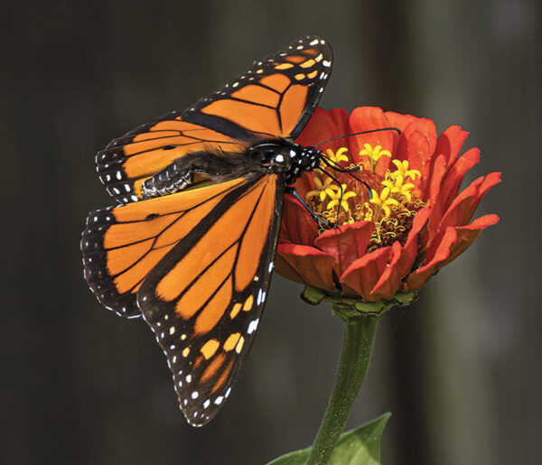 Wildlife Wonders: Here Come the Monarchs | Estuary Magazine: For people ...