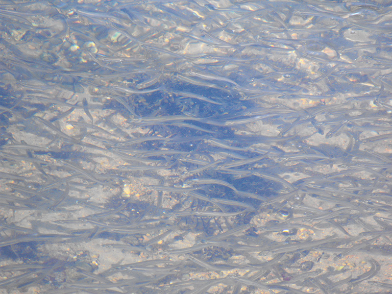 Below the Surface: Let’s Not Lose More Fish Species | Estuary Magazine ...