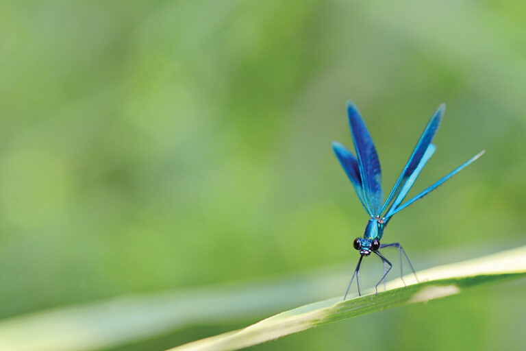 The Fascinating Life Cycle of Dragonflies | Estuary Magazine: For ...