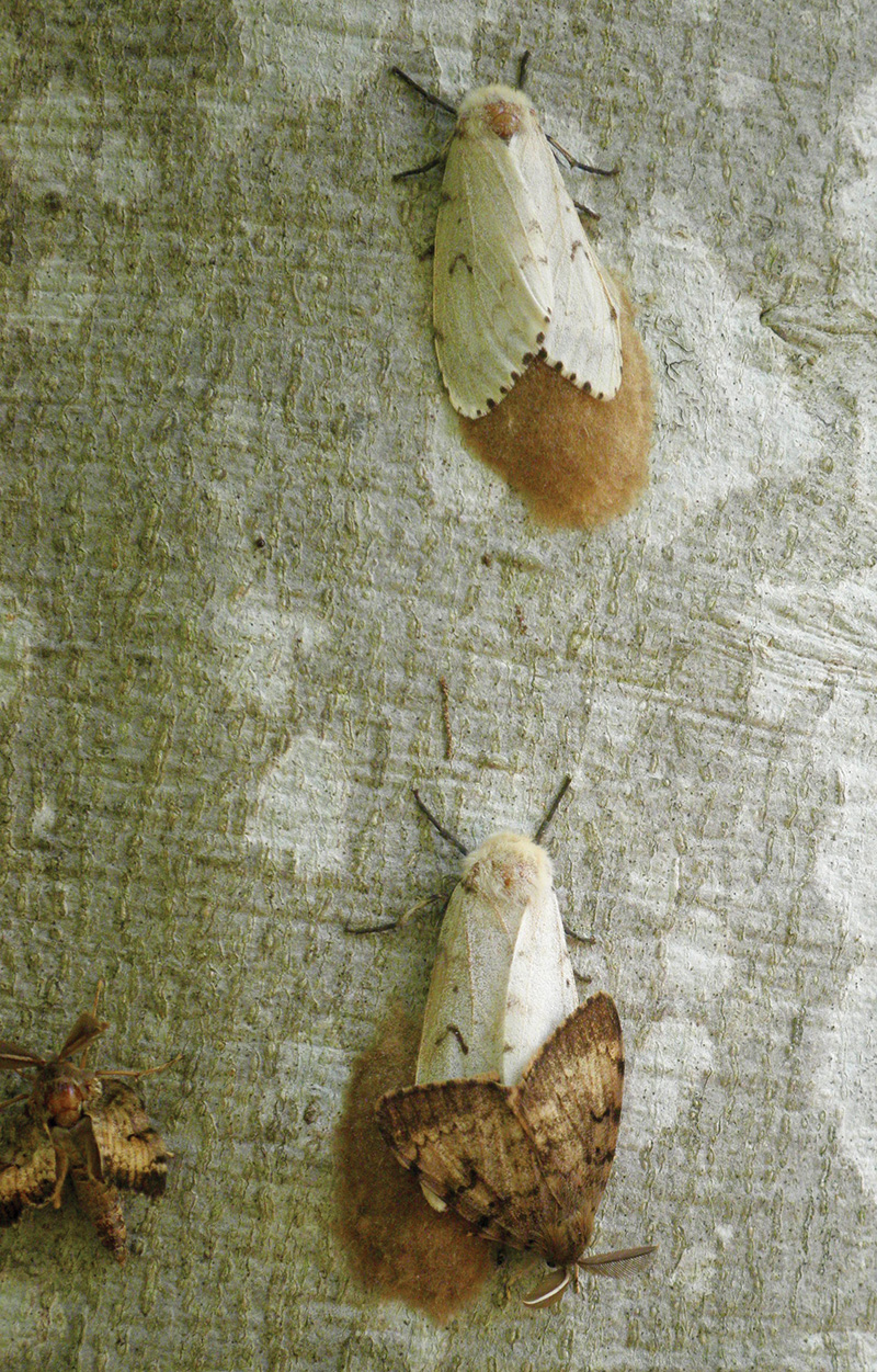 What Does the Future of Our Forests Look Like? | Estuary Magazine: For ...