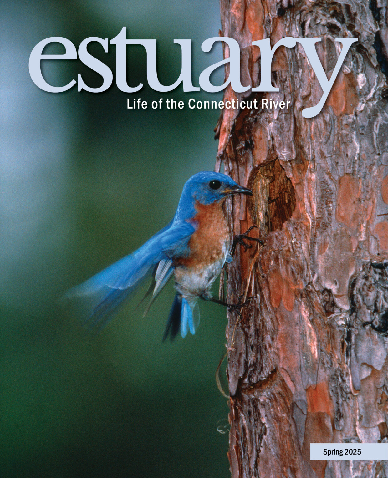 Below the Surface: Giving Tanks for Aquatic Education | Estuary ...