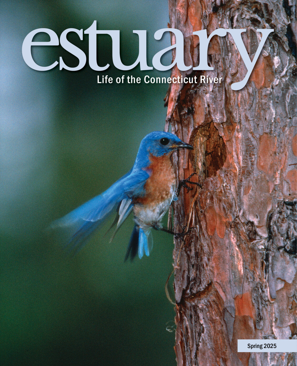 Below the Surface: Giving Tanks for Aquatic Education | Estuary ...